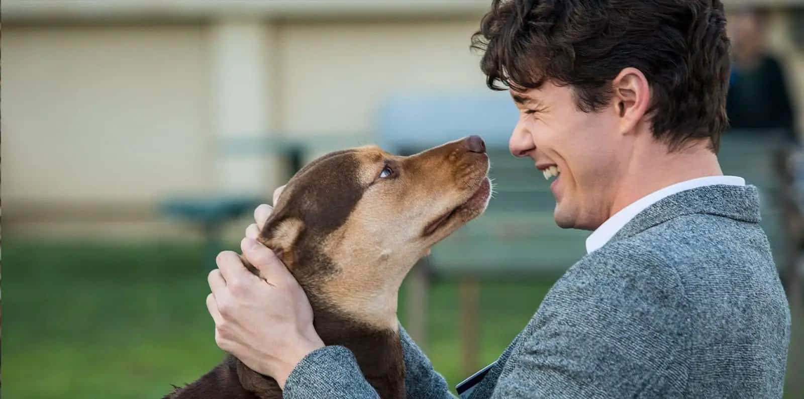 The Top 12 Best Dog Movies, Ranked